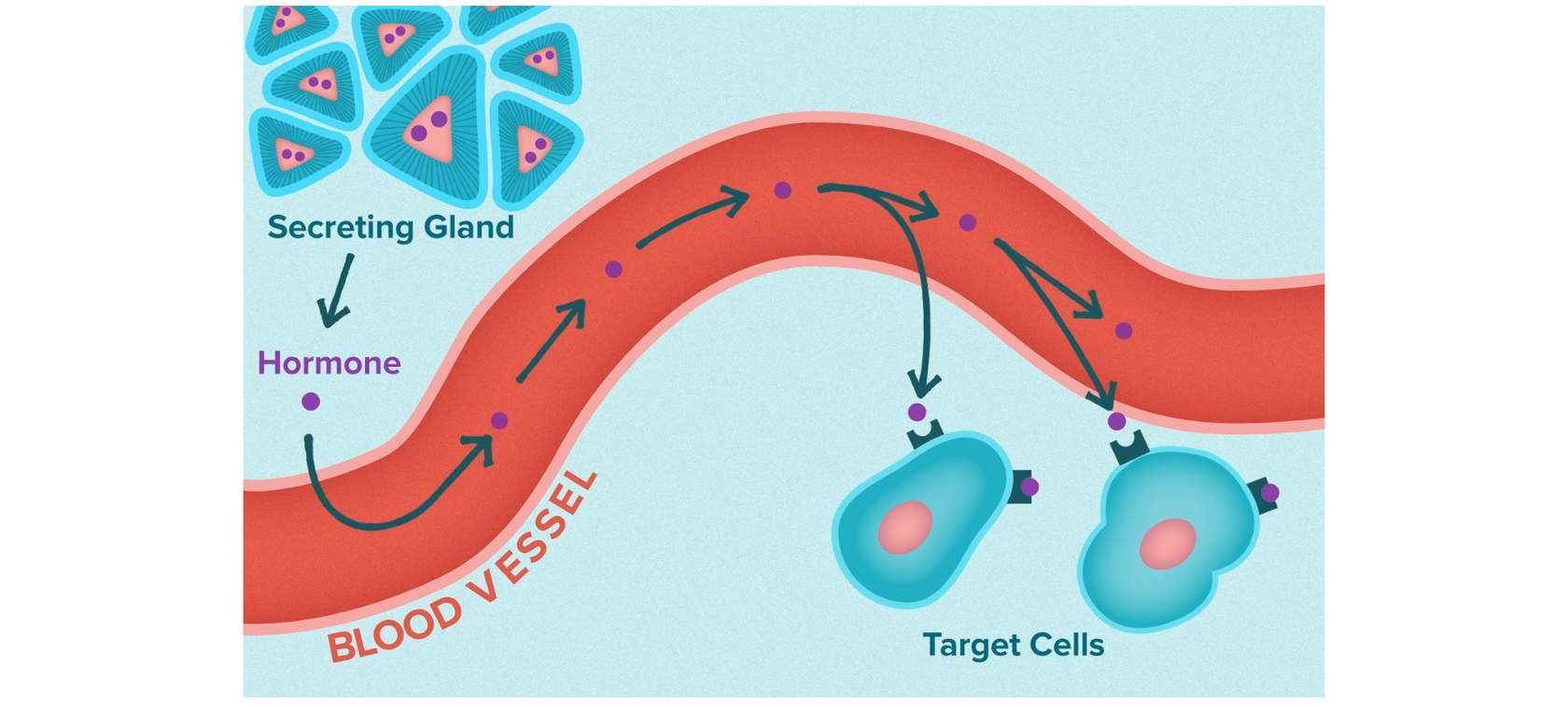 Activity 2.2.1 The Endocrine System